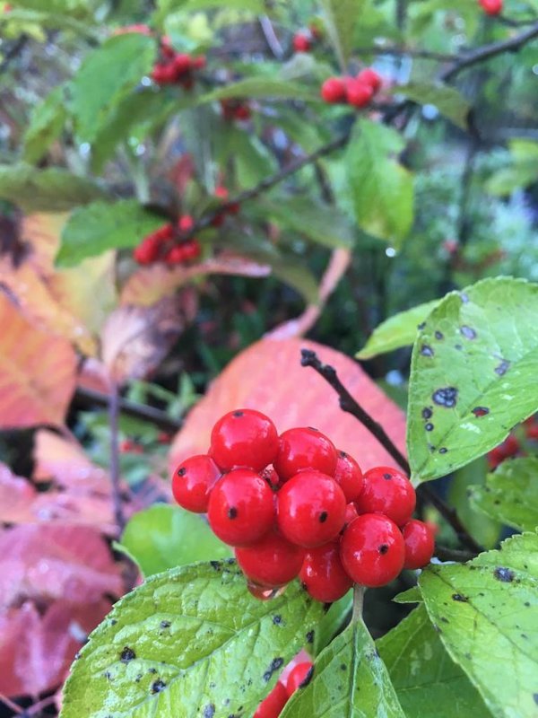 Ilex vert. Apollo Holly - Winterberry, Male Pollinator, #3 - Behmerwald ...