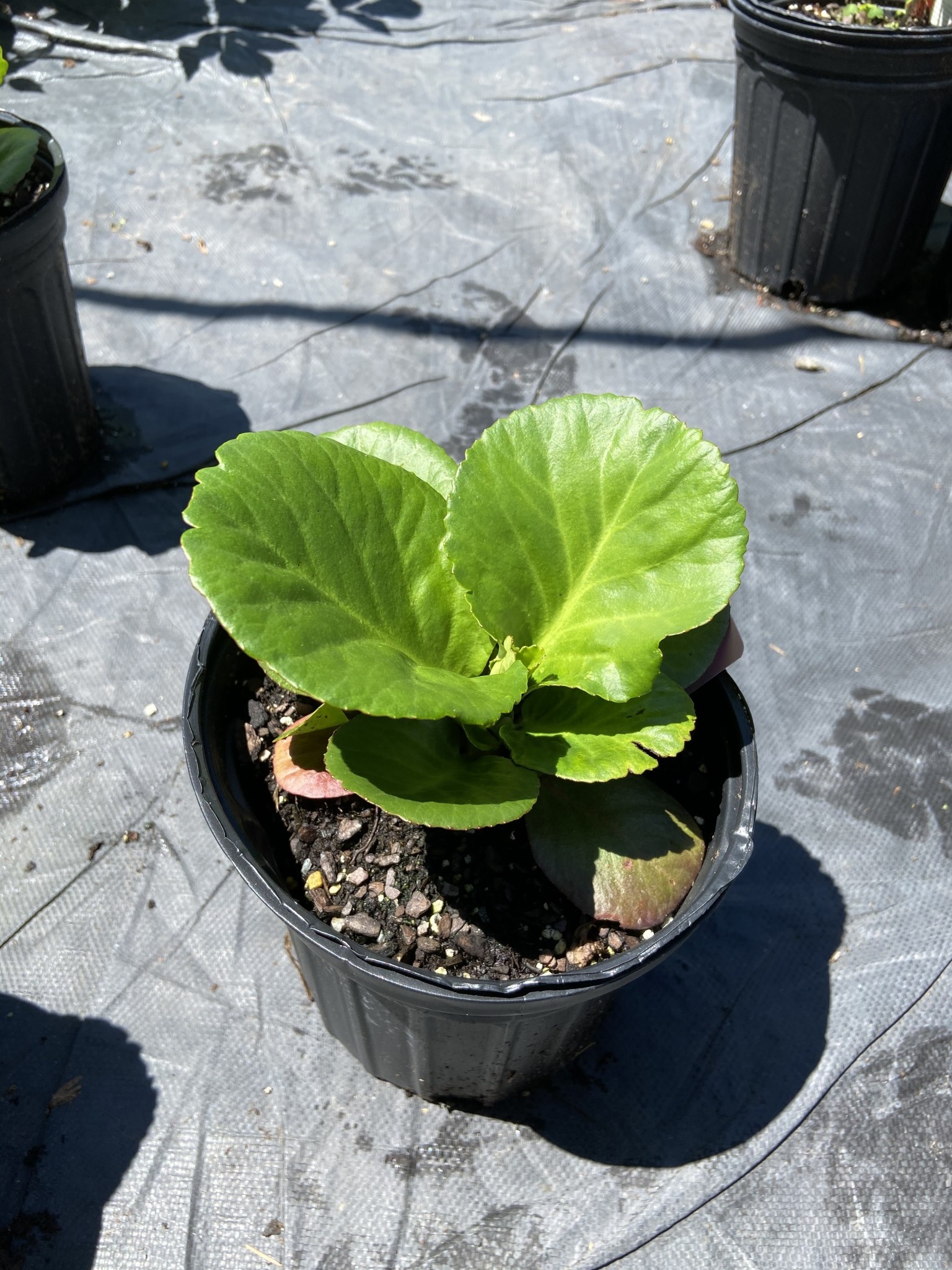 Bergenia Bressingham Ruby