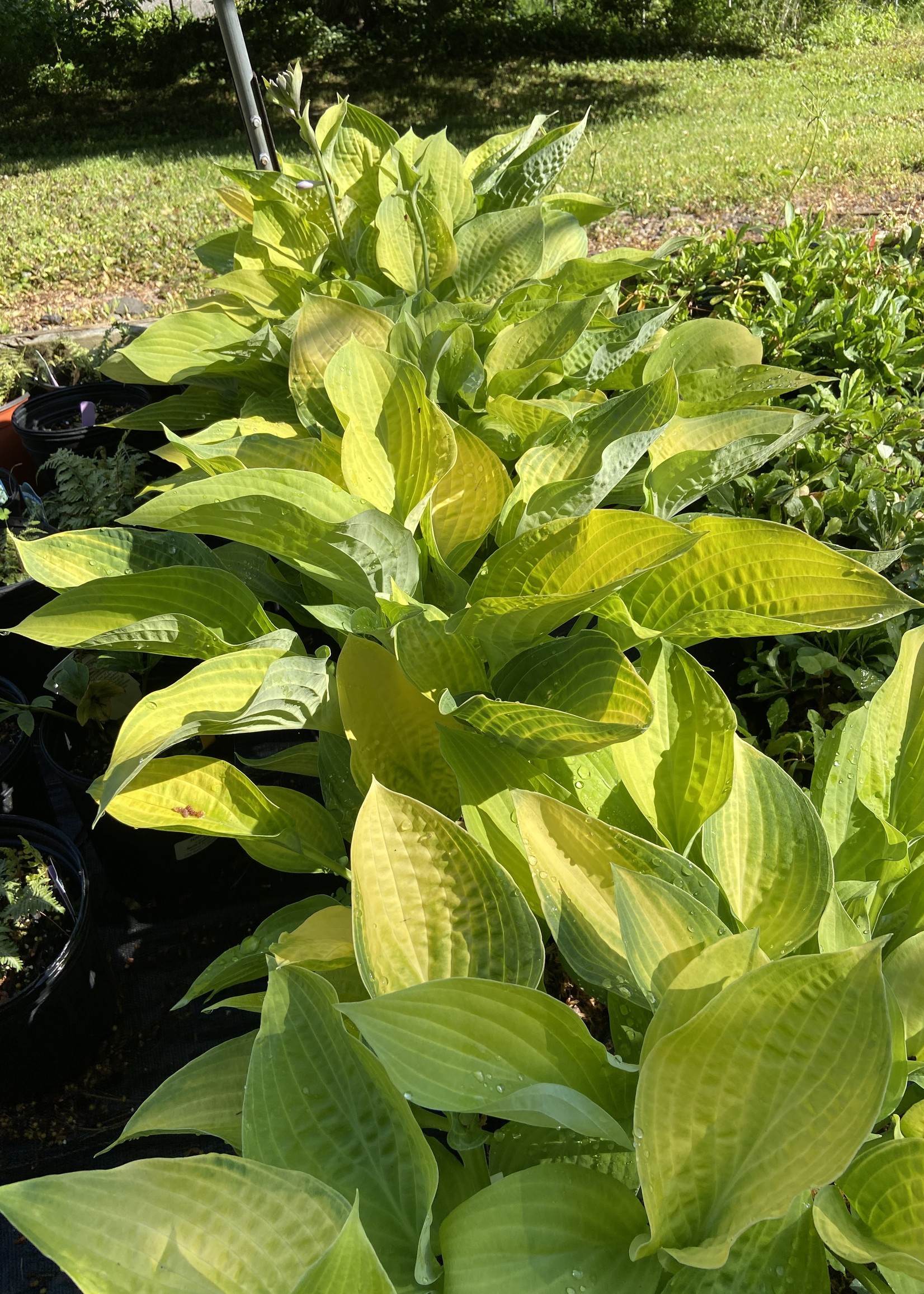 Hosta Sun Power Plantain Lily, Sun Power, #1 - Behmerwald Nursery