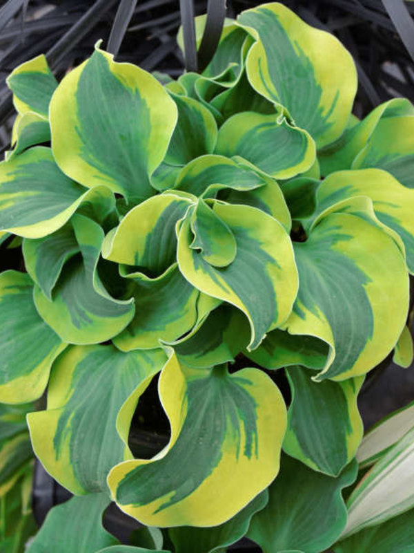 Hosta Antioch Plantain Lily, #1 - Behmerwald Nursery