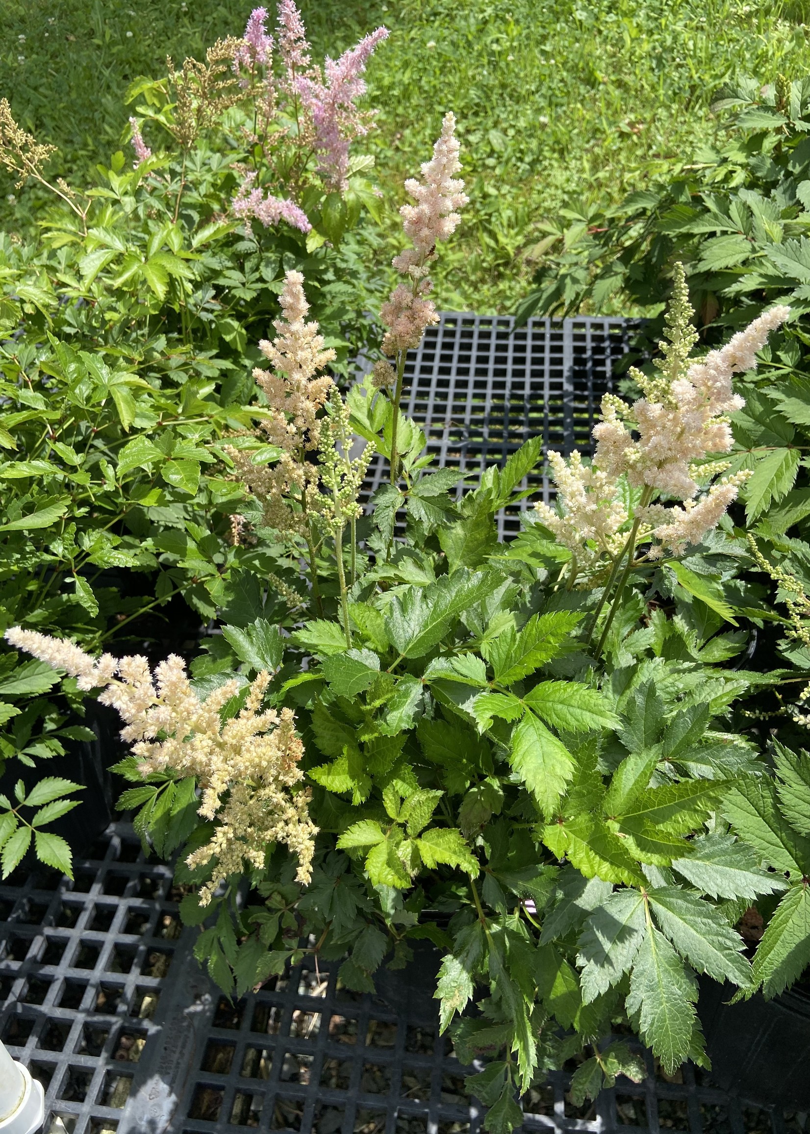 Astilbe ch. Visions Inferno, Astilbe Visions Inferno #1 - Behmerwald ...