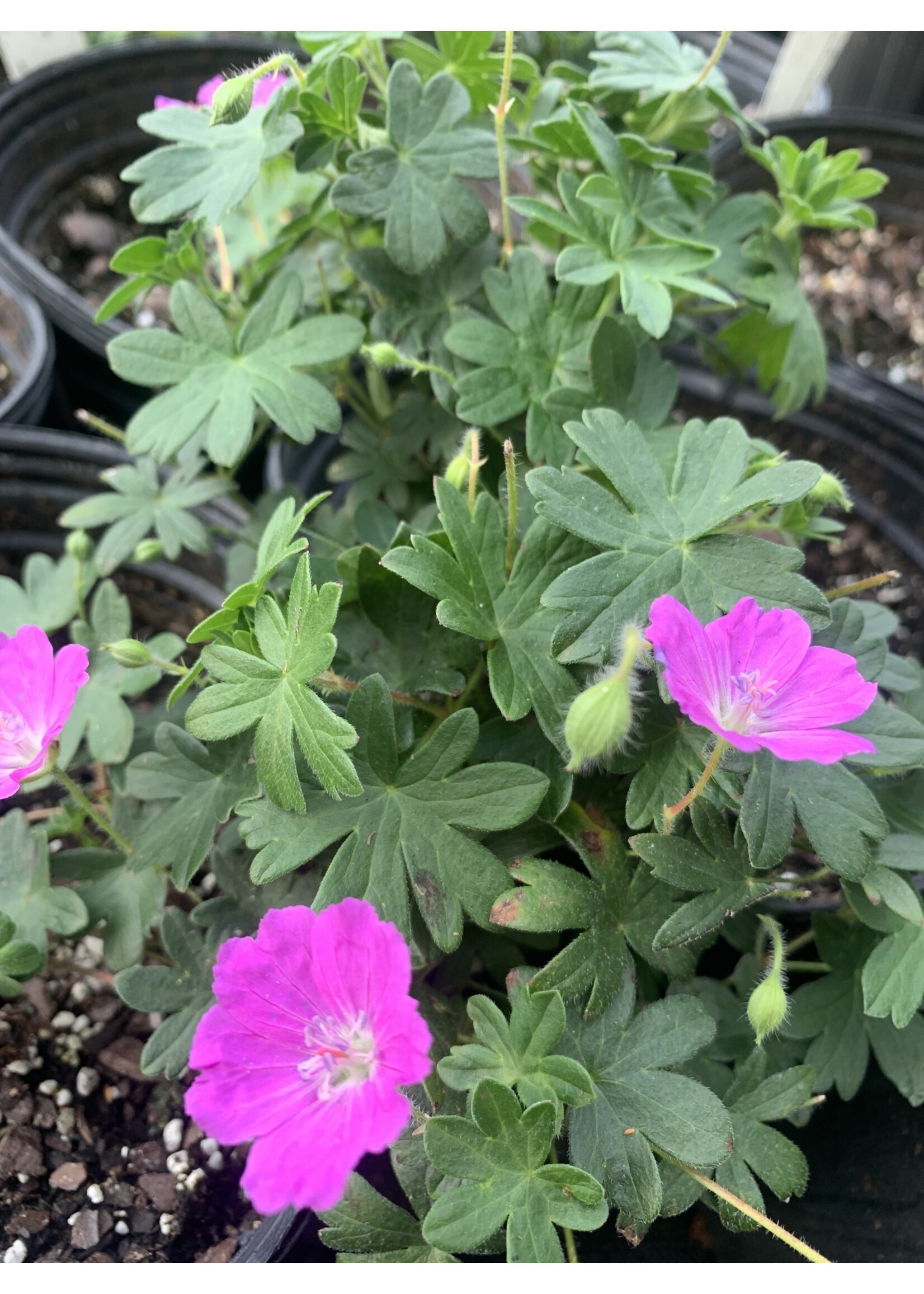 Geranium sang. Max Frei Cranesbill, Max Frei, #1 - Behmerwald Nursery