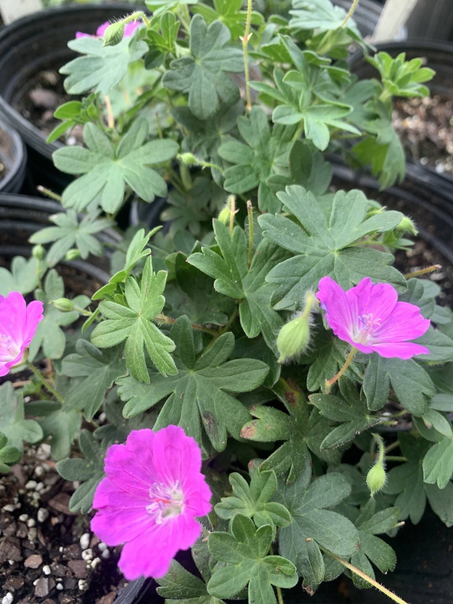 Geranium sang. Max Frei Cranesbill, Max Frei, #1 - Behmerwald Nursery