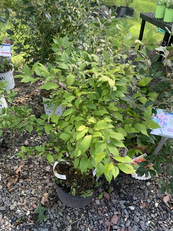 Ilex vert. Apollo Holly - Winterberry, Male Pollinator, #3 - Behmerwald ...