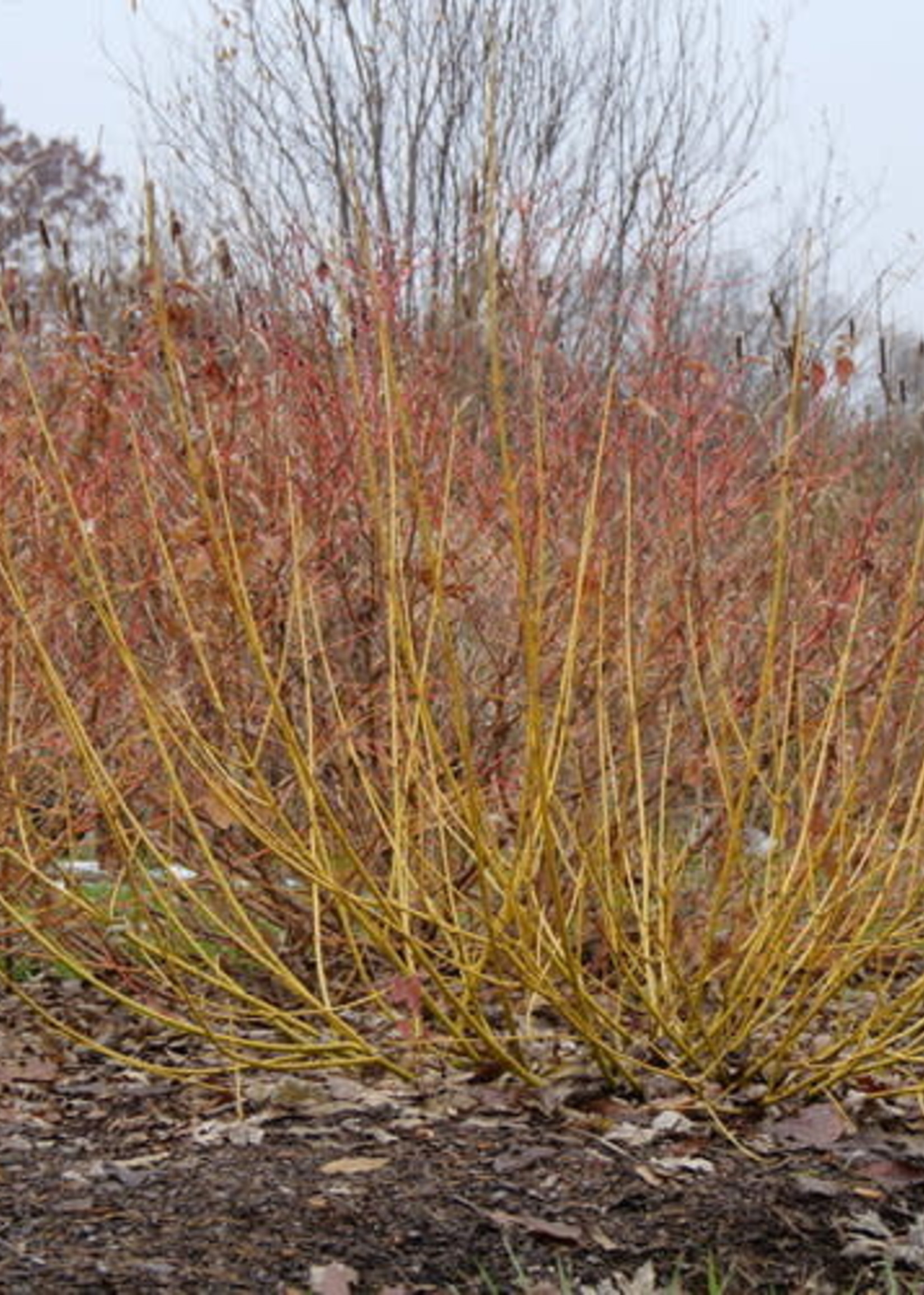 Cornus stolon. Arctic Fire Yellow, Dwarf Yellow Twig, #3 - Behmerwald ...