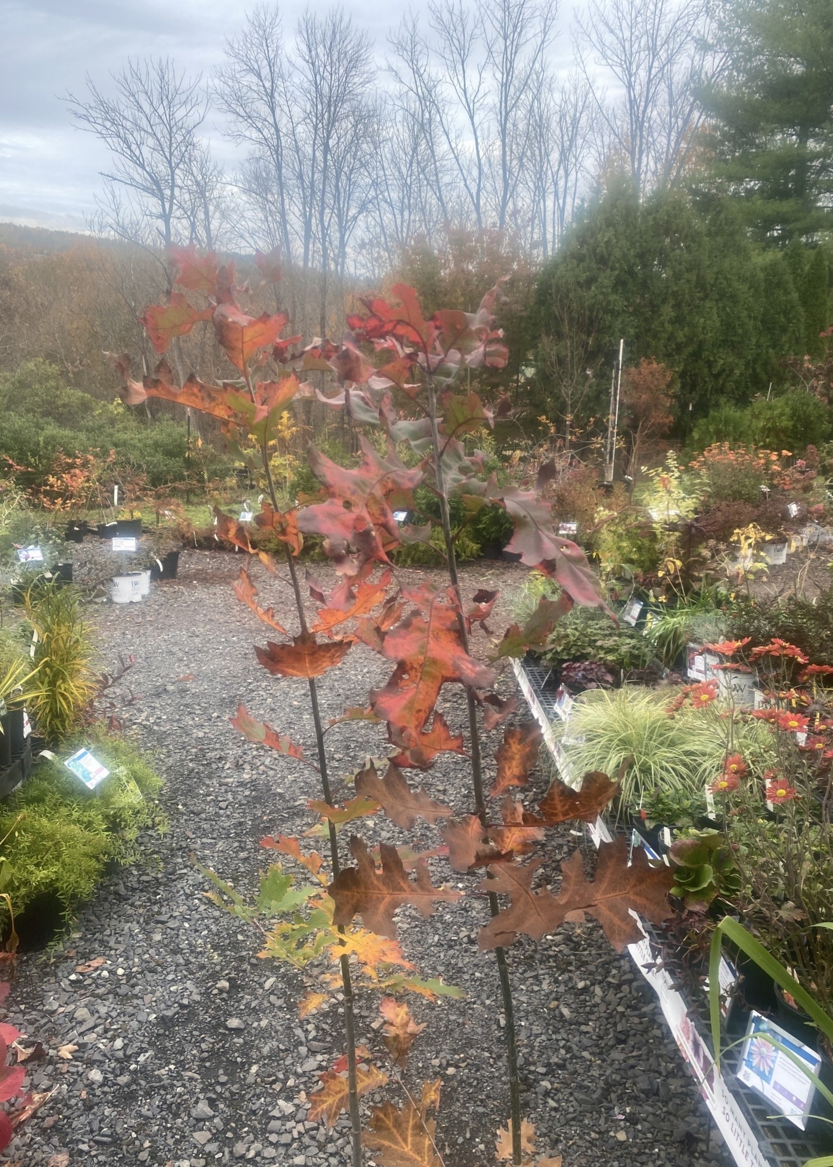 Quercus coccinea Oak, Scarlet, #3 - Behmerwald Nursery