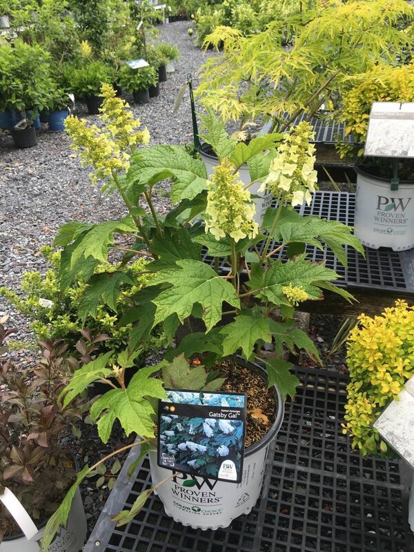 Hydrangea arborescens Radiata Invincible Lace, Smooth Hydrangea #3 ...