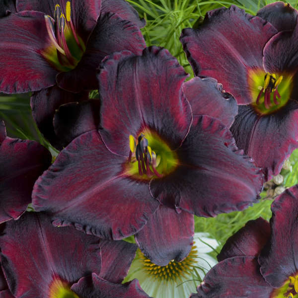 Hemerocallis Raspberry Suede, Daylily #1 - Behmerwald Nursery