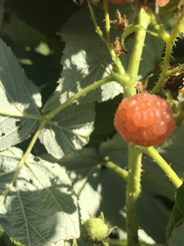 Edibles - Behmerwald Nursery