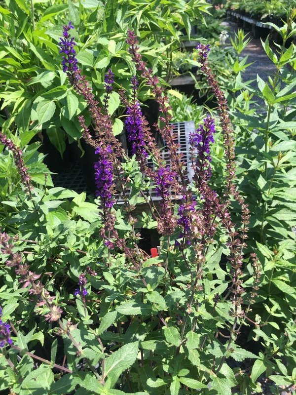 Salvia Lyrical White, Sage #1 - Behmerwald Nursery