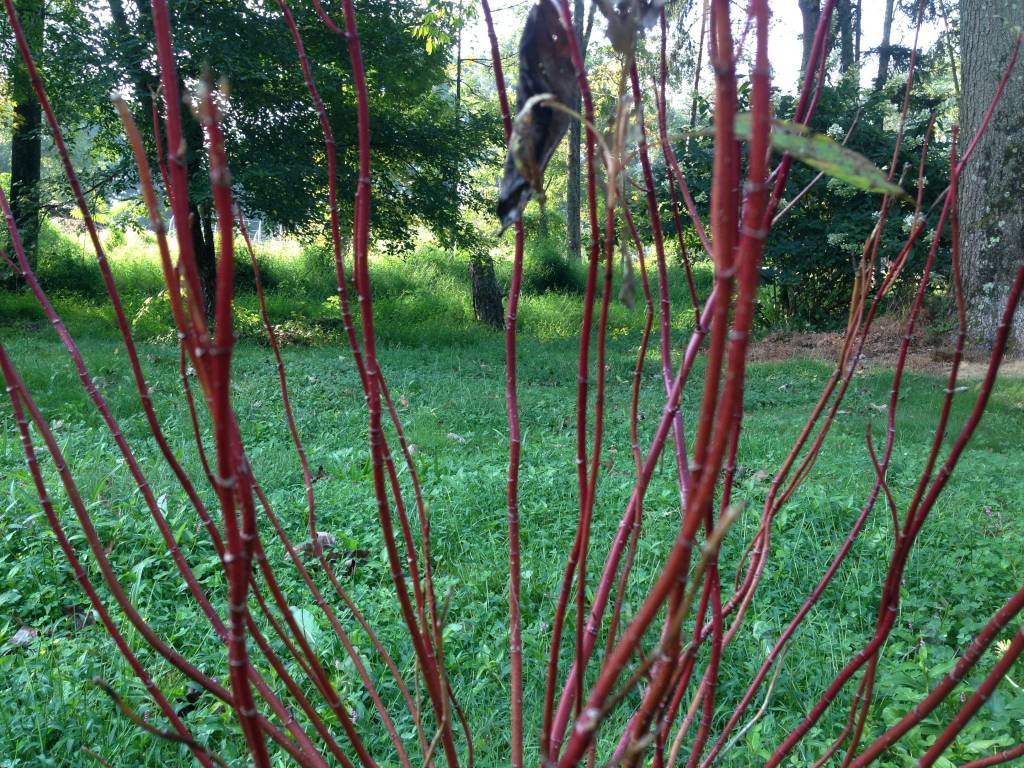 Cornus stolon. Farrow Dogwood - Red Twig, Arctic Fire, #3 - Behmerwald ...