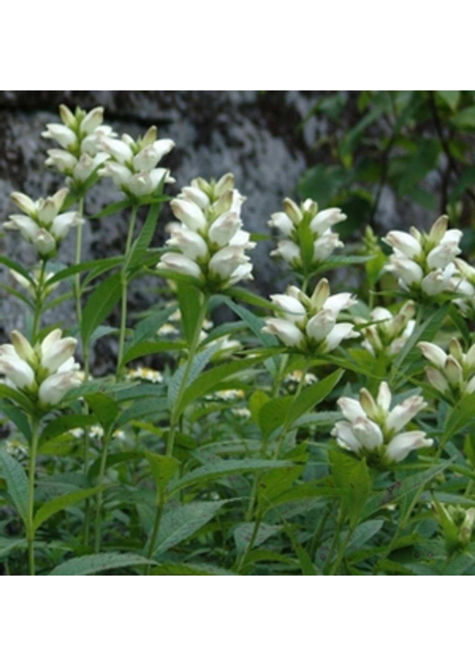 Chelone glabra Turtlehead, White, #1 - Behmerwald Nursery