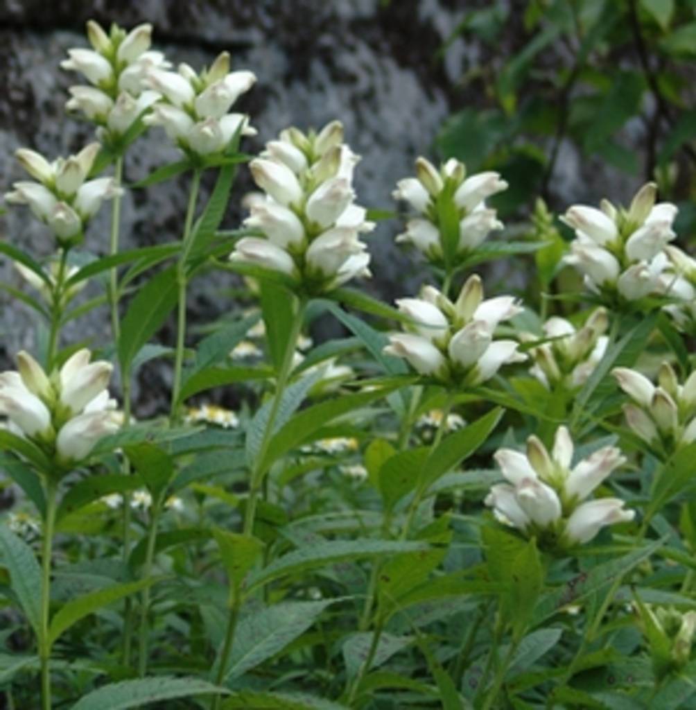 Chelone glabra Turtlehead, White, #1 - Behmerwald Nursery