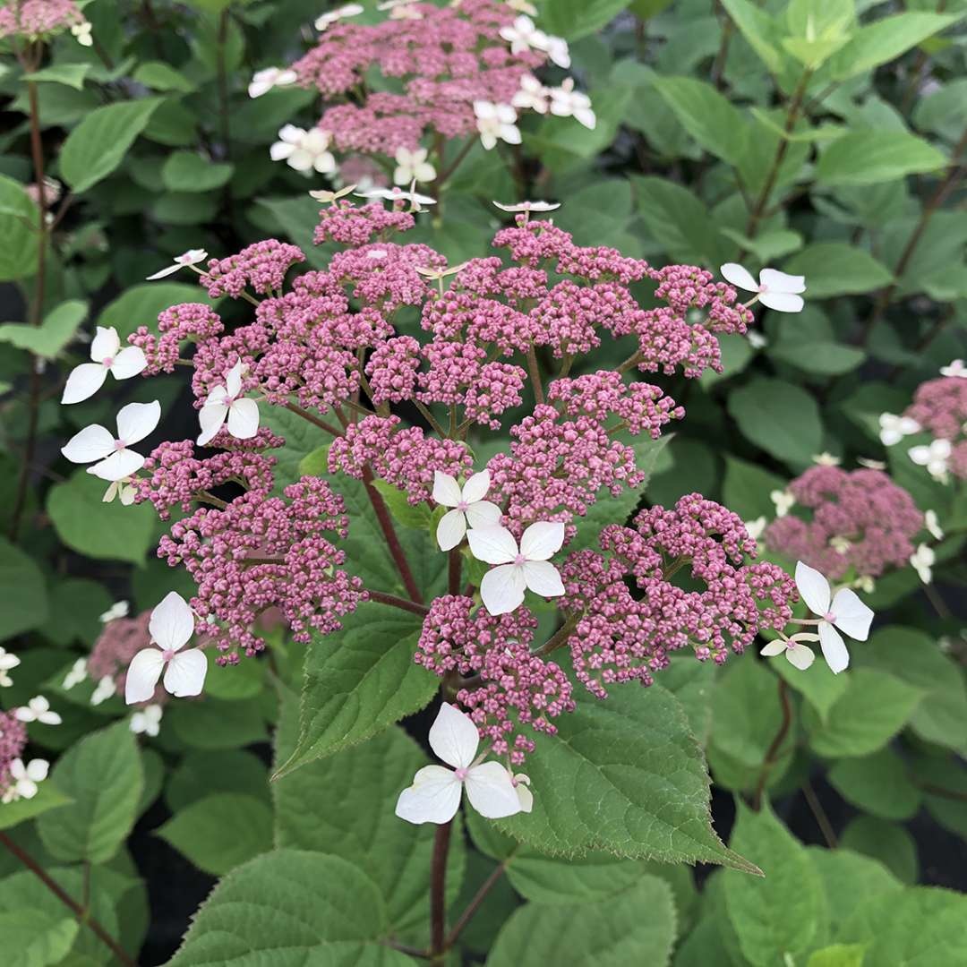 Hydrangea arborescens Radiata Invincible Lace, Smooth Hydrangea #3 ...