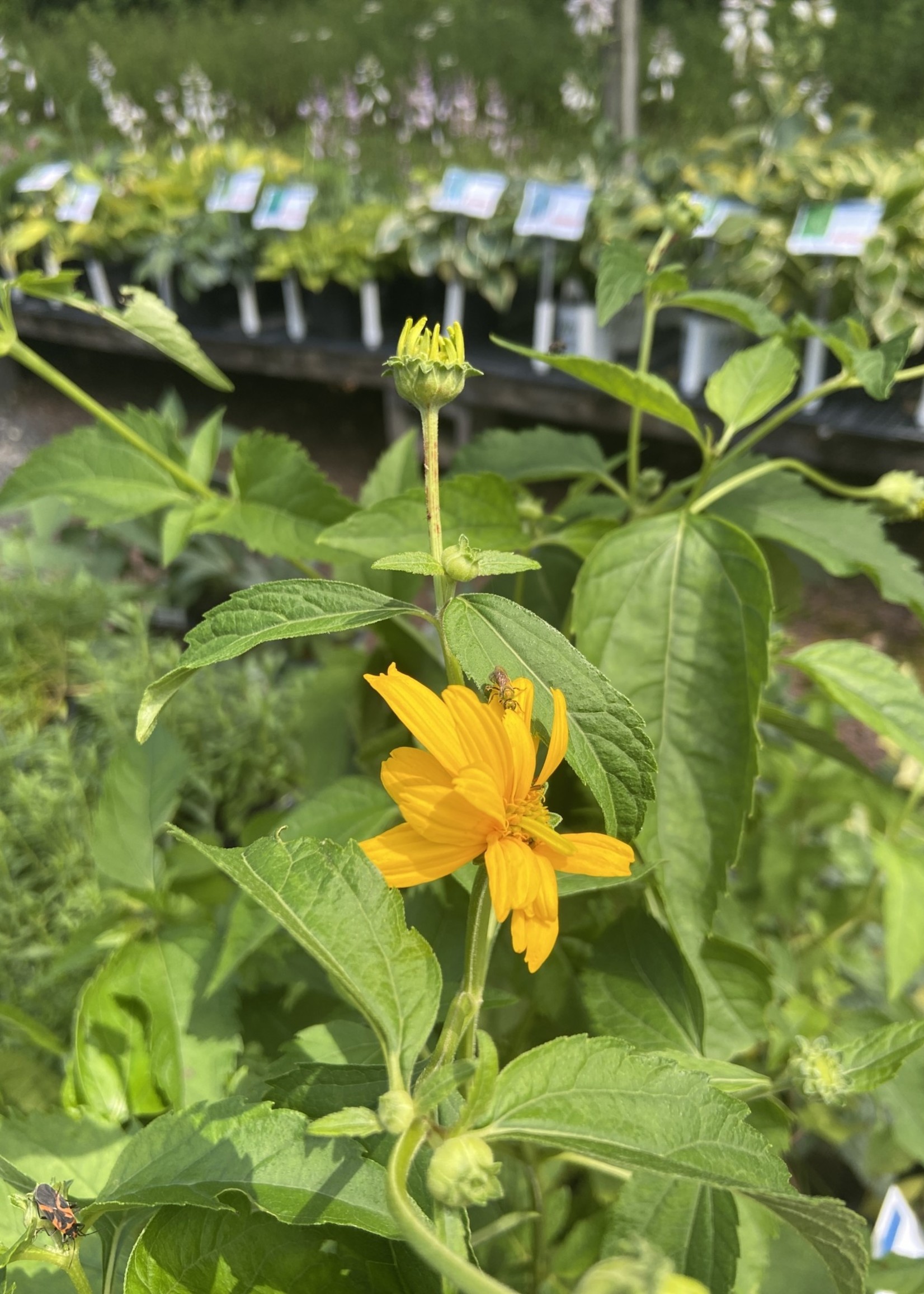 Heliopsis Summer Sun False Sunflower, Summer Sun, #1 - Behmerwald Nursery