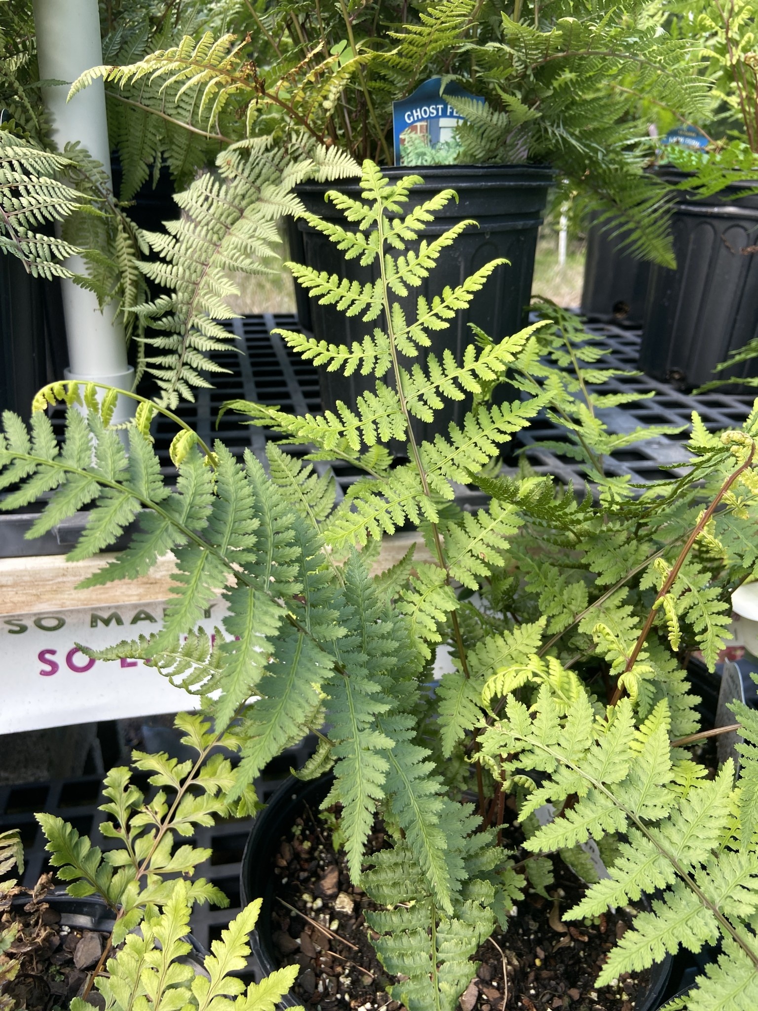 Athyrium felix-femina, Lady fern, #1 - Behmerwald Nursery
