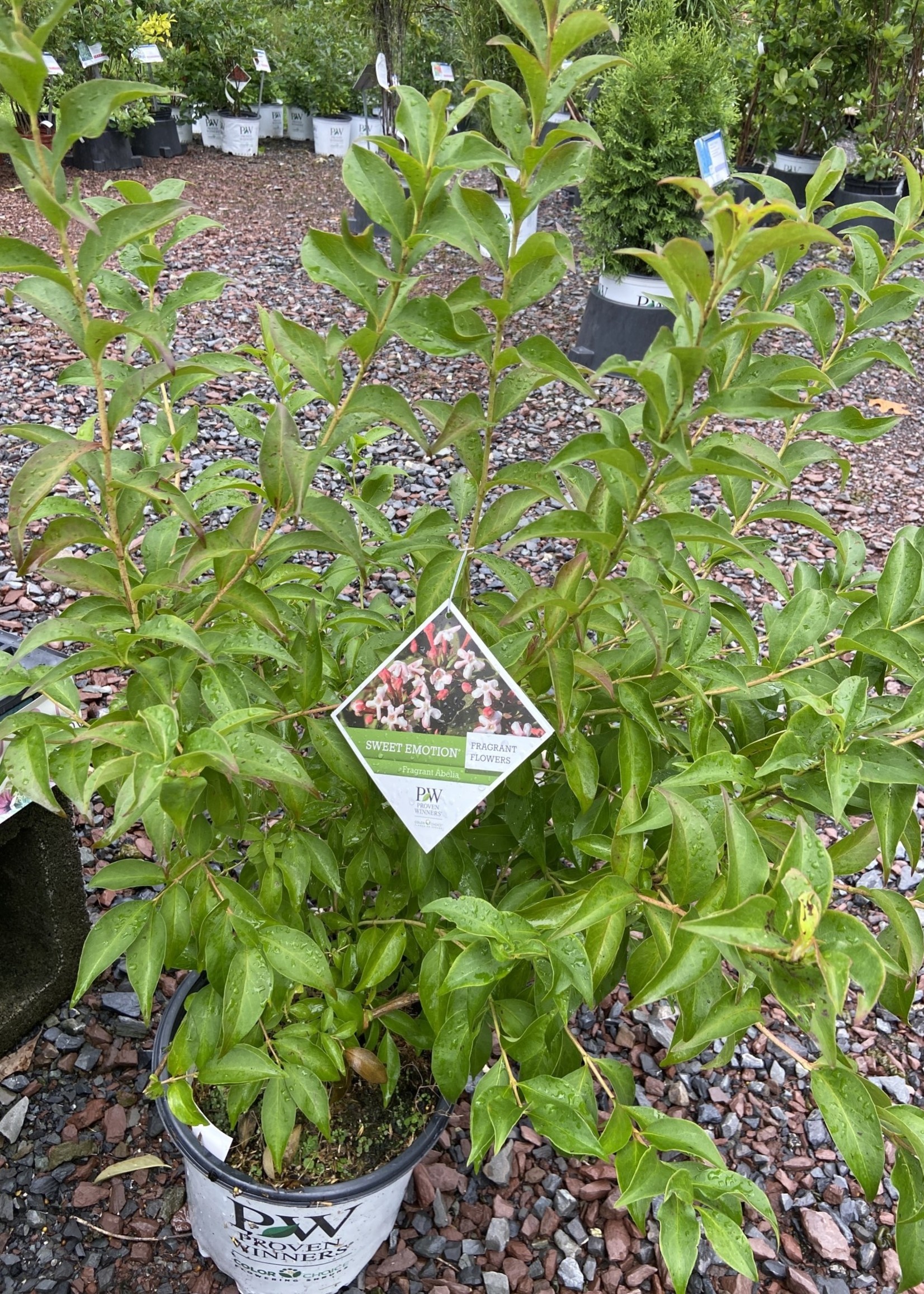 Abelia mosanensis Sweet Emotion, Abelia, Fragrant Hardy, #3 ...