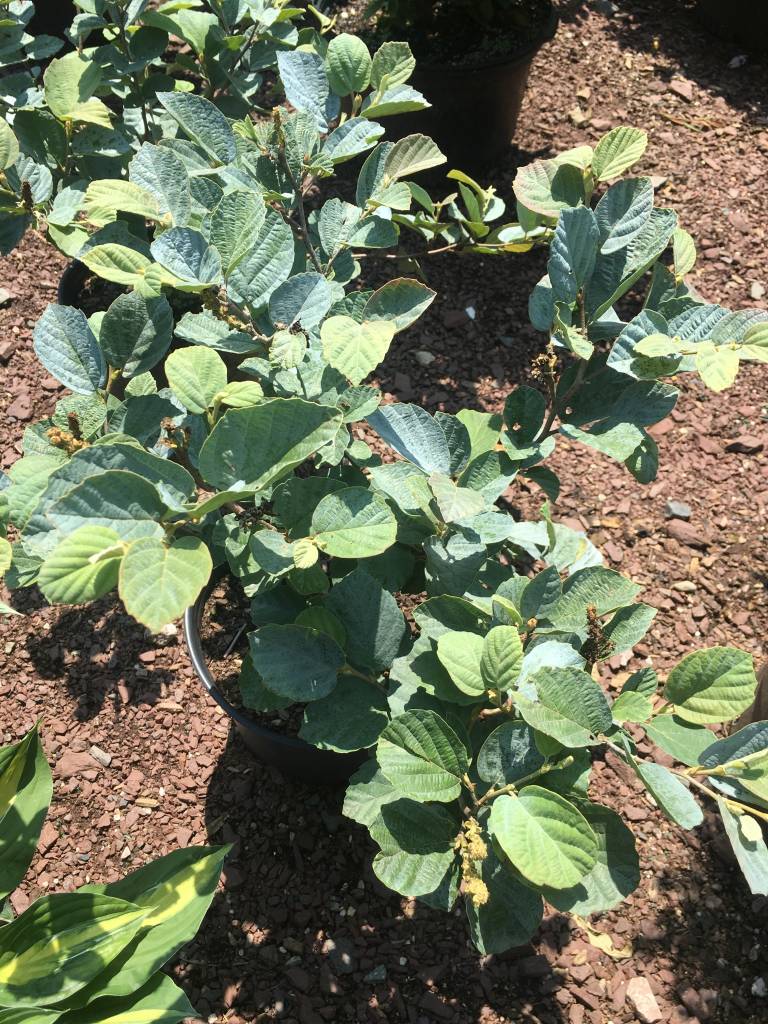 Blue Shadow Fothergilla | Behmerwald Nursery - Behmerwald Nursery