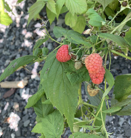 Edibles - Behmerwald Nursery