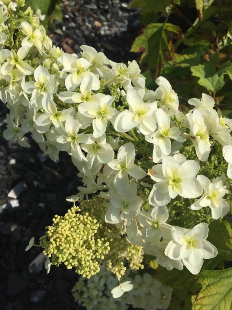 Sike's Dwarf Hydrangea | Behmerwald Nursery - Behmerwald Nursery