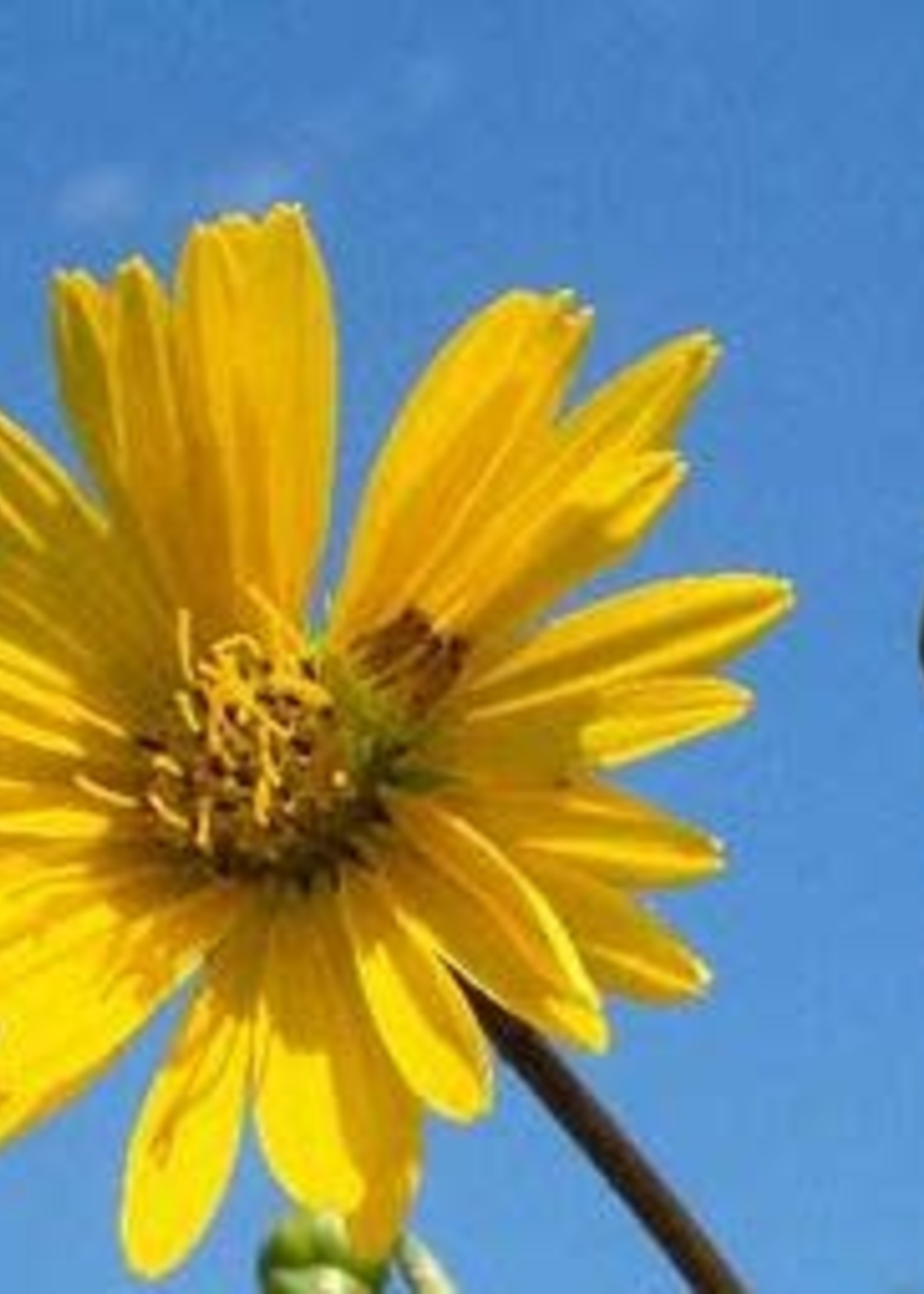 Silphium terebinthinaceum, prairie dock #1 Container - Behmerwald Nursery