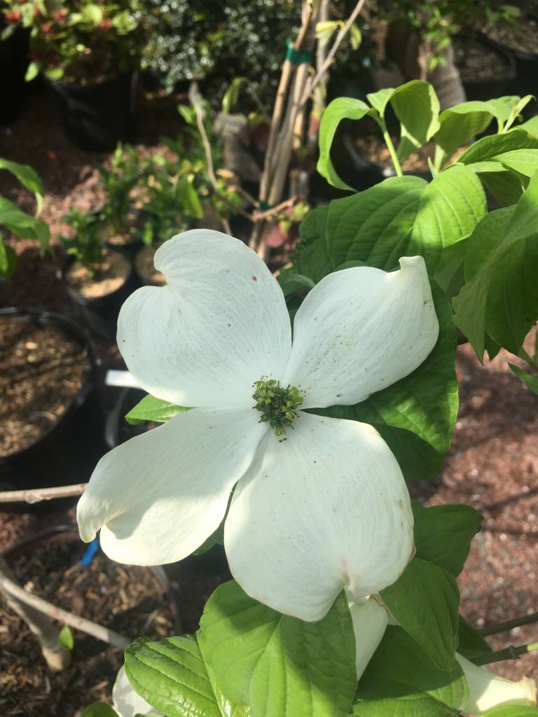 Cornus florida JeansAppalachian Dogwood - Flowering, Jean's Appalachian Snow, #7 - Behmerwald ...