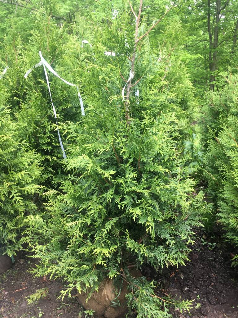 Thuja X Green Giant Arborvitae Green Giant 5 6 Behmerwald Nursery