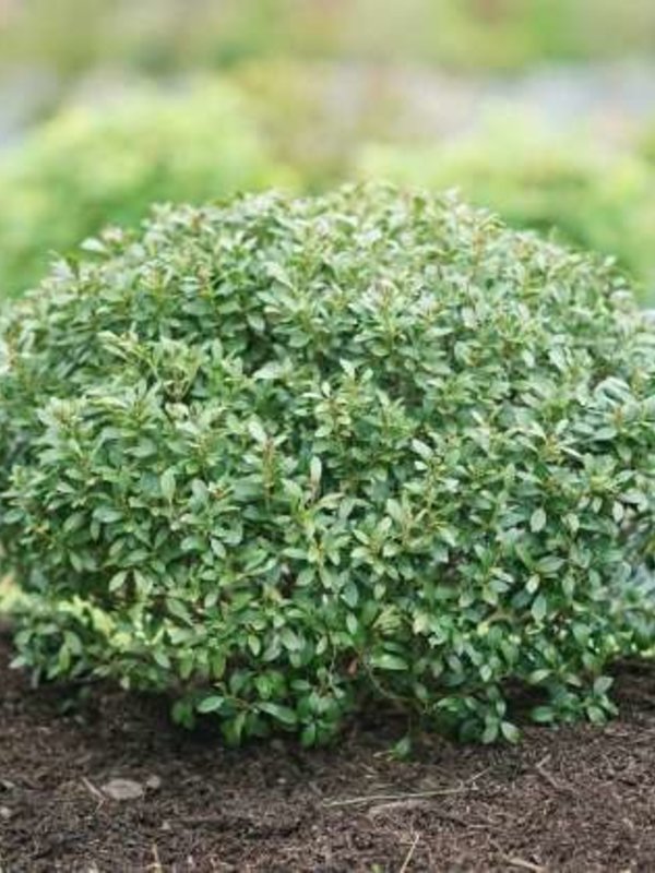 Ilex glabra Gem Box - Inkberry, #3 - Behmerwald Nursery