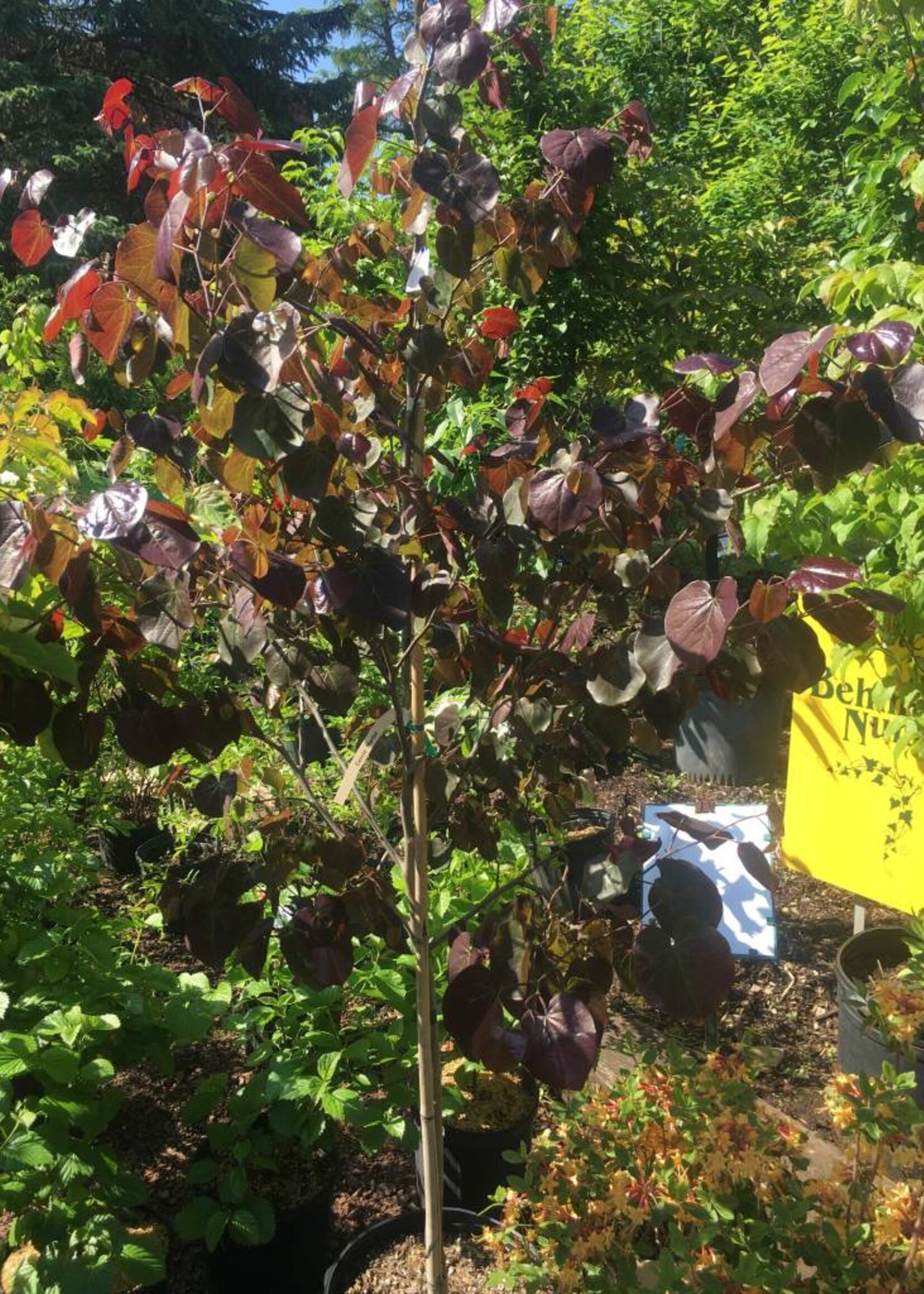 Cercis Canadensis merlot, Purple leaf Redbud - Behmerwald Nursery