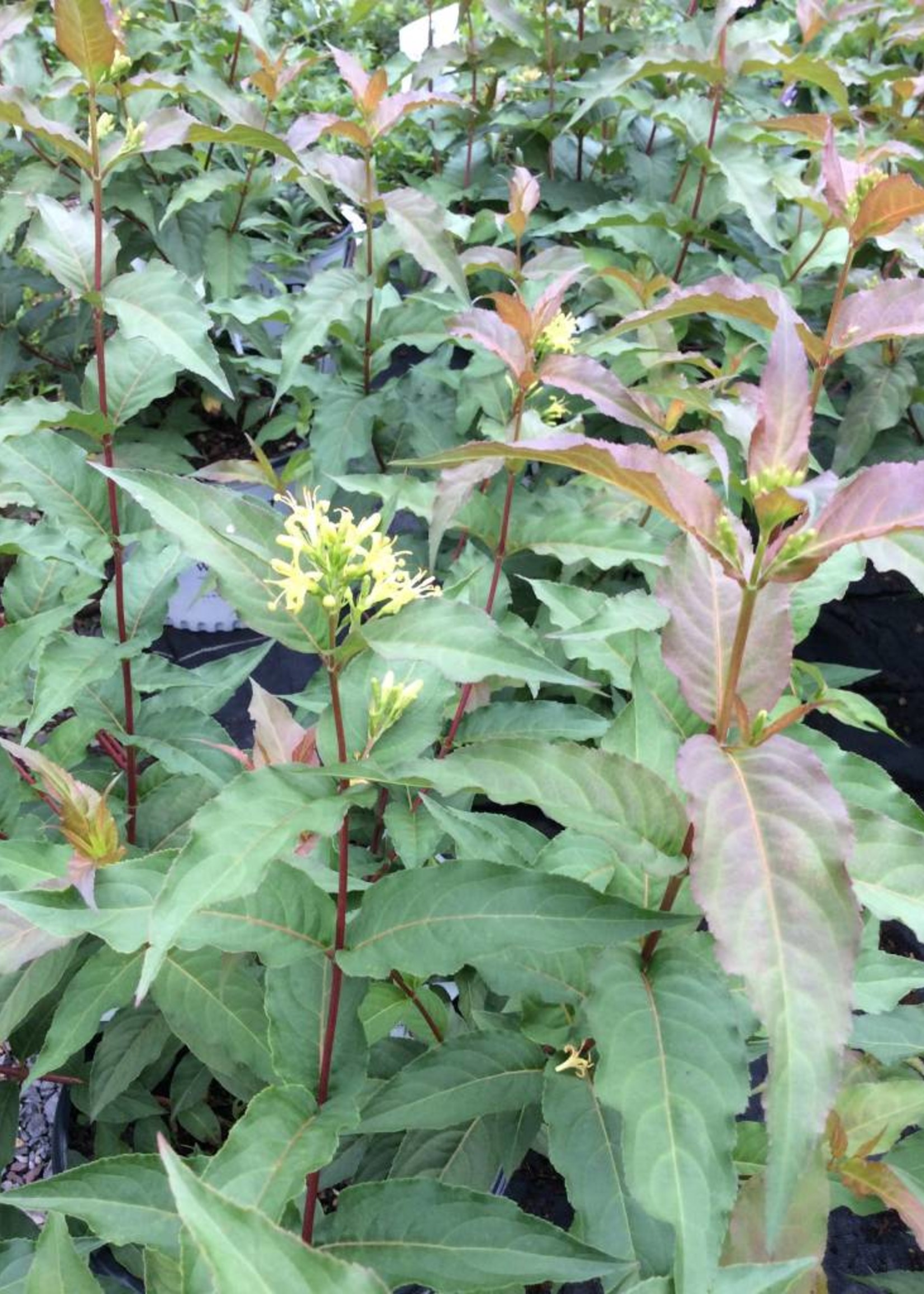 Diervilla x Kodiak Red Honeysuckle Bush - Kodiak Red, #3 - Behmerwald ...