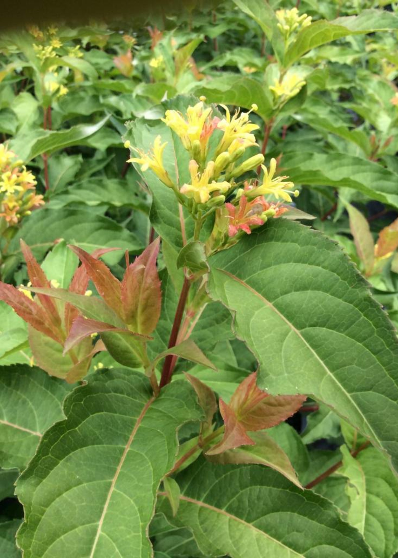 Nativar Shrub Diervilla x Kodiak Orange Honeysuckle Bush - Kodiak ...