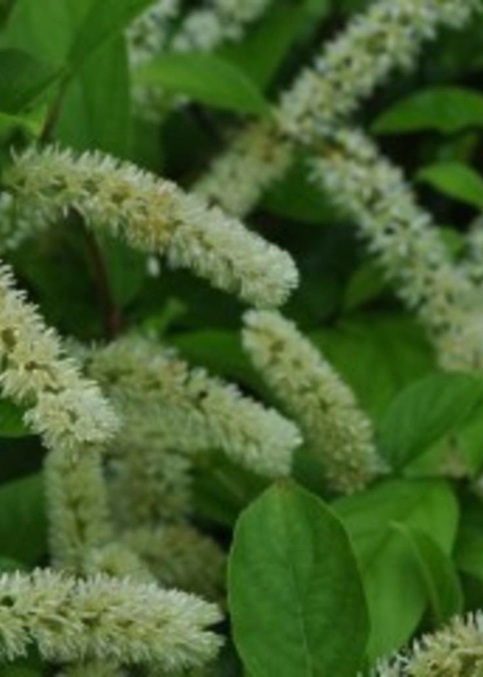 Itea virginica Sprich Sweetspire, Little Henry, #3 - Behmerwald Nursery