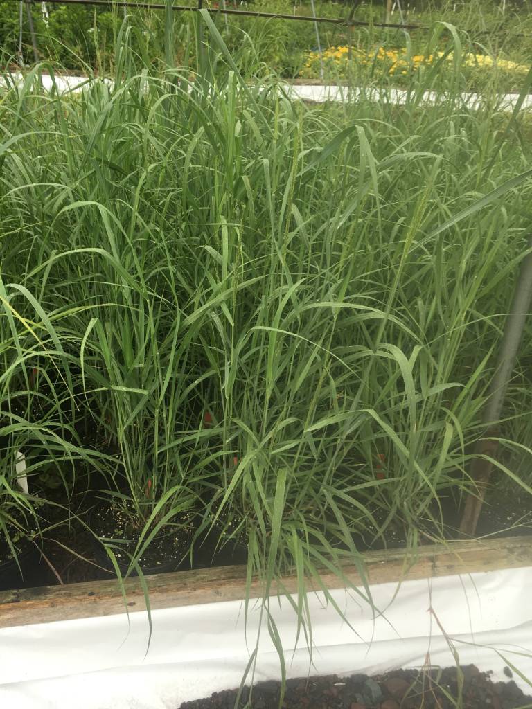 Panicum virgatum Grass - Ornamental Switch, #1 - Behmerwald Nursery
