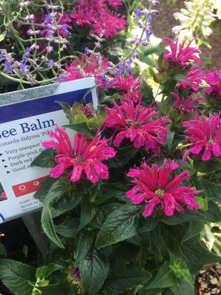Monarda did. Pink Lace Bee Balm, Pink Lace, #1 - Behmerwald Nursery