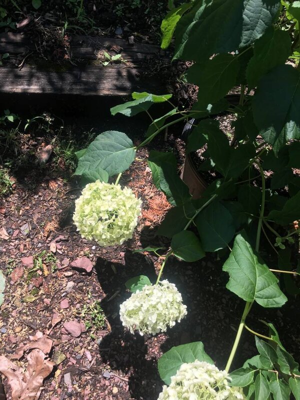 Radiata Invincibelle Lace Hydrangea | Behmerwald Nursery - Behmerwald ...