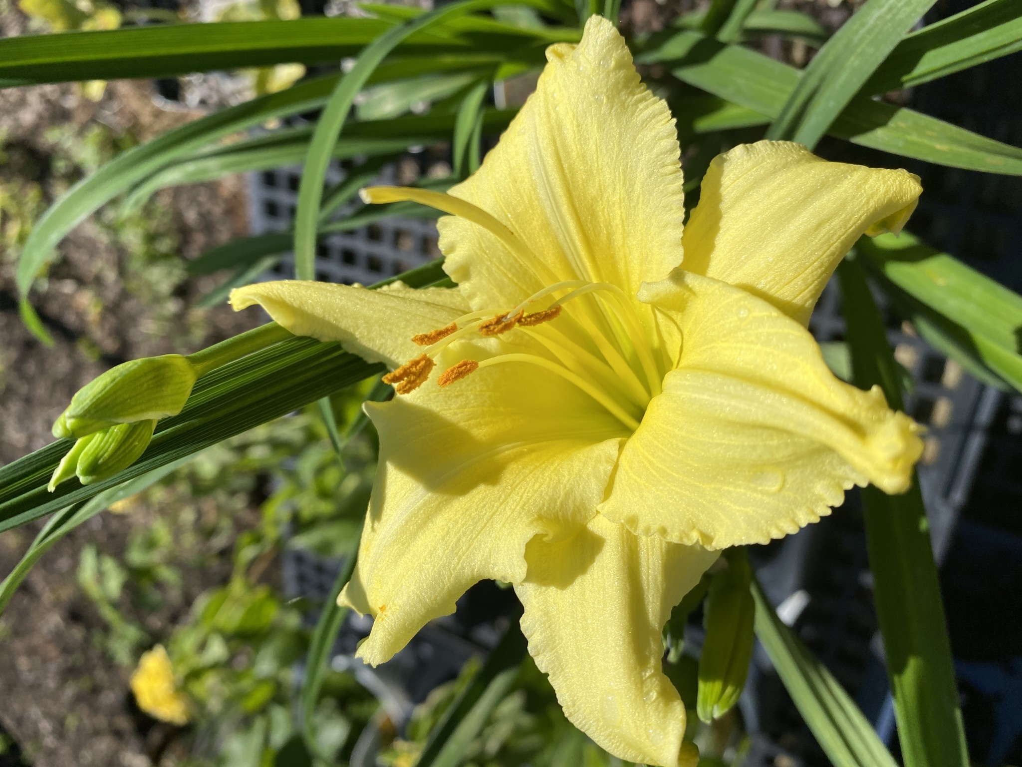 Yellow Daylilies