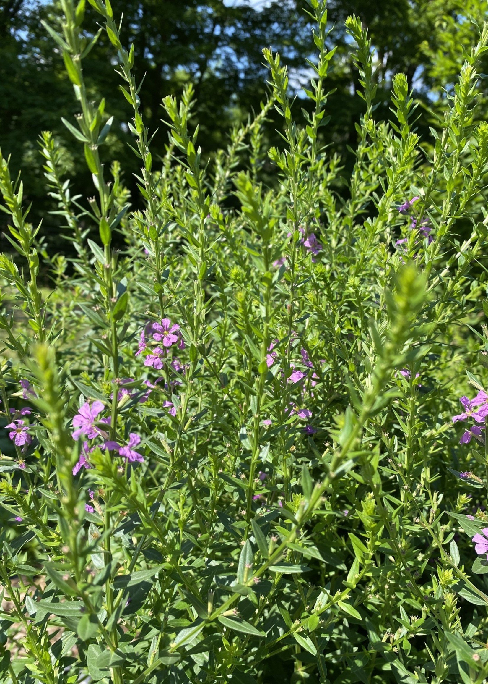 Lythrum alatum, Winged Lythrum #1 container - Behmerwald Nursery