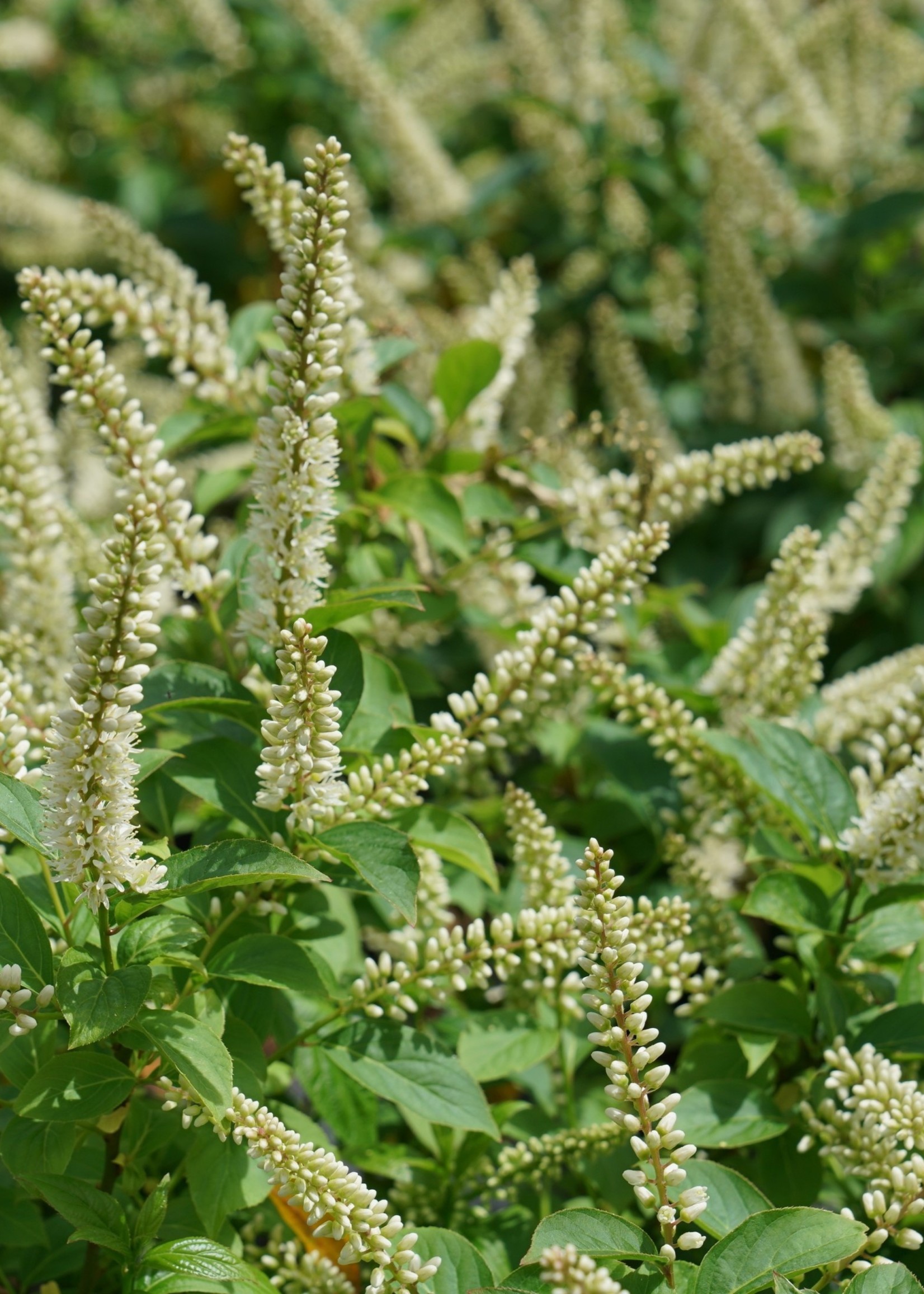 Itea virginica Fizzy Mizzy Sweetspire, #3 - Behmerwald Nursery