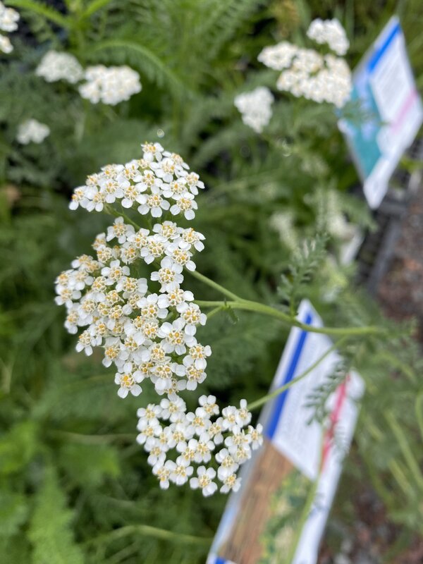 Native Perennials (Straight Species,Cultivars & Hybrids) - Behmerwald ...