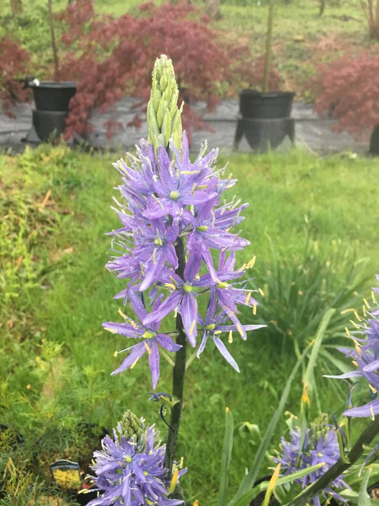 Spring Ephemerals Camassia scilloides, Wild Hyacinth #1 - Behmerwald ...