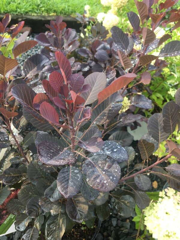Cotinus coggygria Winecraft Gold Smokebush, Winecraft Gold, #3 ...