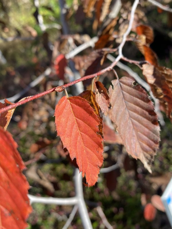Carpinus caroliniana ‘Wisconsin Red™’, American hornbeam/ Musclewood #7 ...