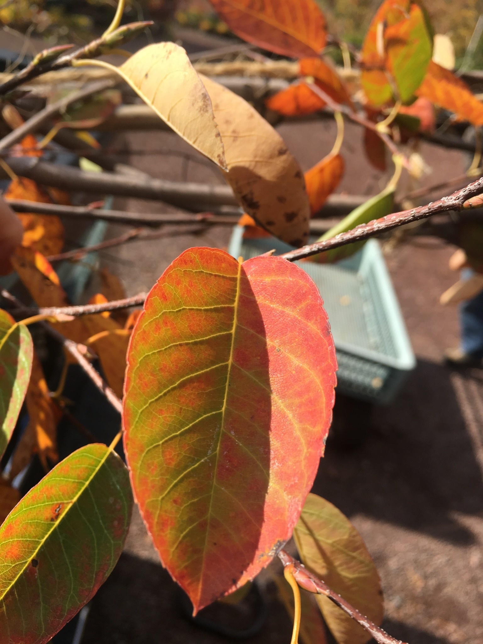 Amelanchier x gran. Autumn Bri. Serviceberry - Apple, Autumn Brilliance ...