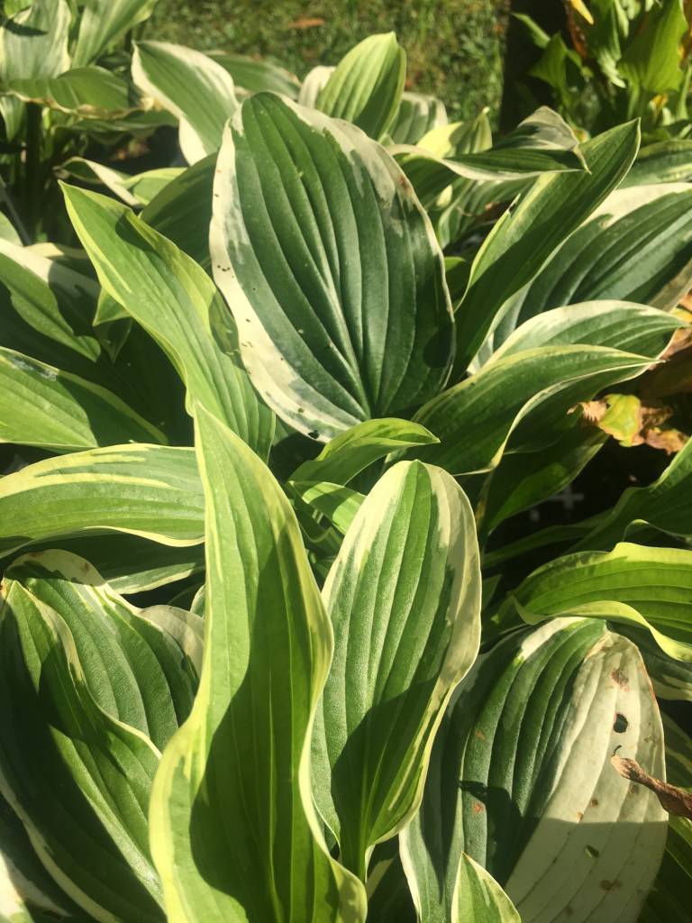 Hosta Antioch Plantain Lily, #1 - Behmerwald Nursery