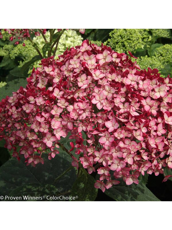 Radiata Invincibelle Lace Hydrangea | Behmerwald Nursery - Behmerwald ...