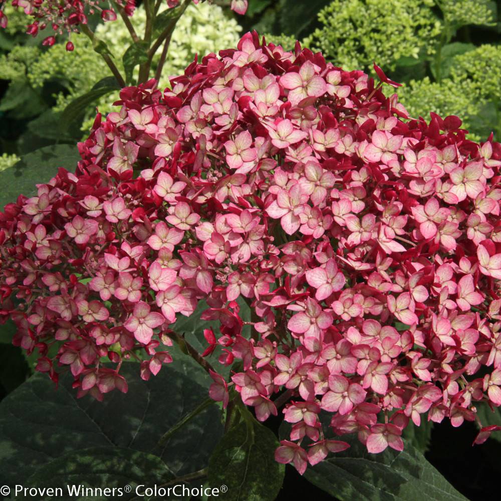 Hydrangea arbor. Hydrangea - Smooth, Invincibelle Ruby, #2 - Behmerwald ...