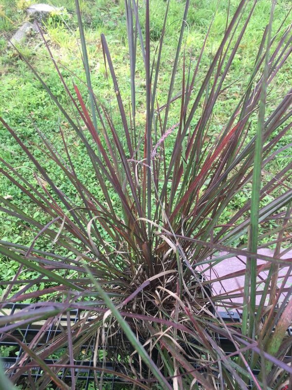 Grasses - Behmerwald Nursery