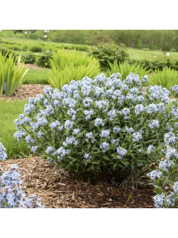 Amsonia hubrichtii Blue Star, Narrow Leaf Blue Star #1 - Behmerwald Nursery