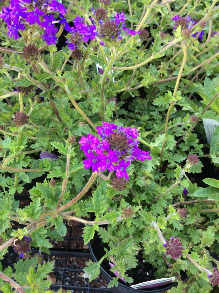 Verbena can. Homestead Purple Vervain - Homestead Purple, 4 ...