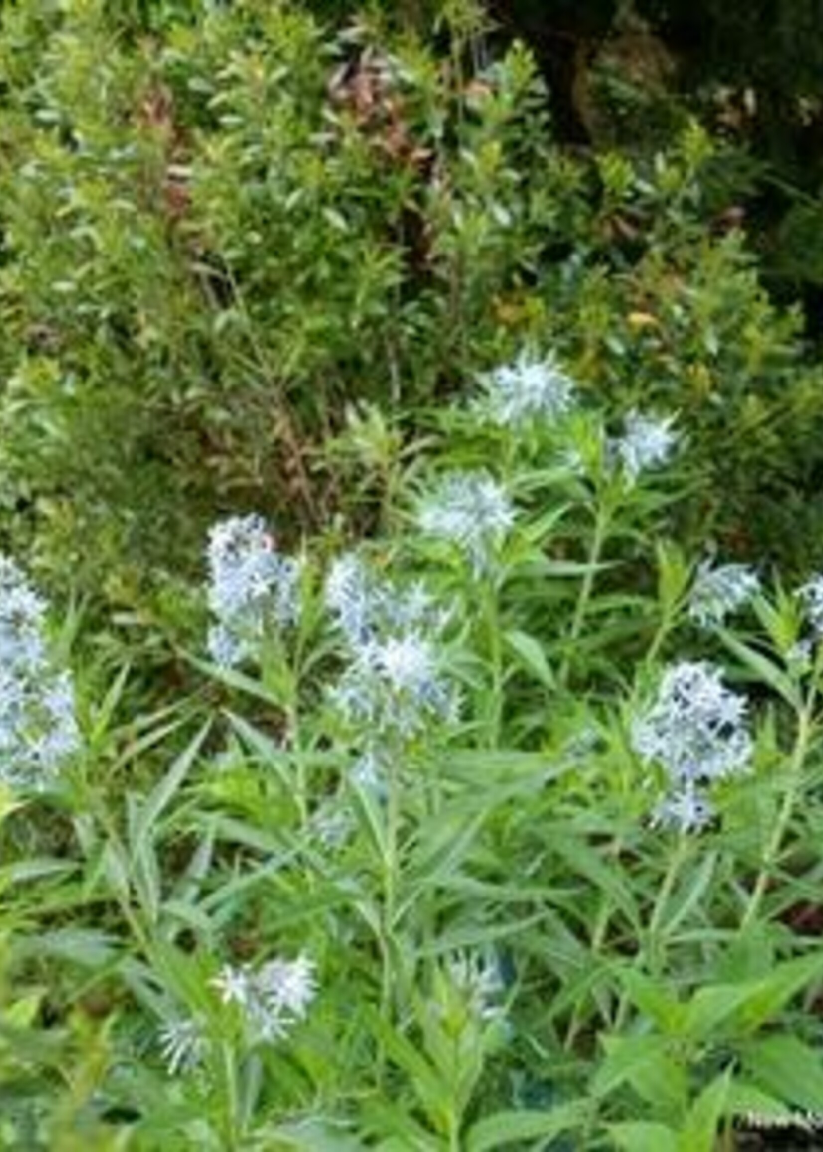 Blue Star Flower Cluster